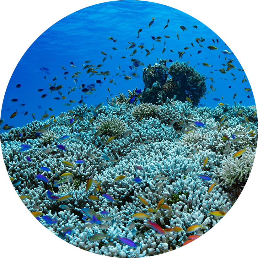 Company Info - CLASS EARTH