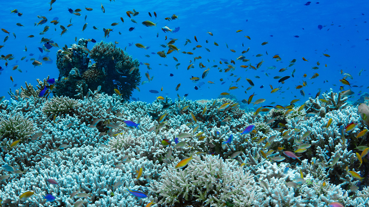 VISION - CLASS EARTH